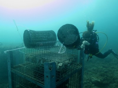 La gamme Biohut - Nappex
